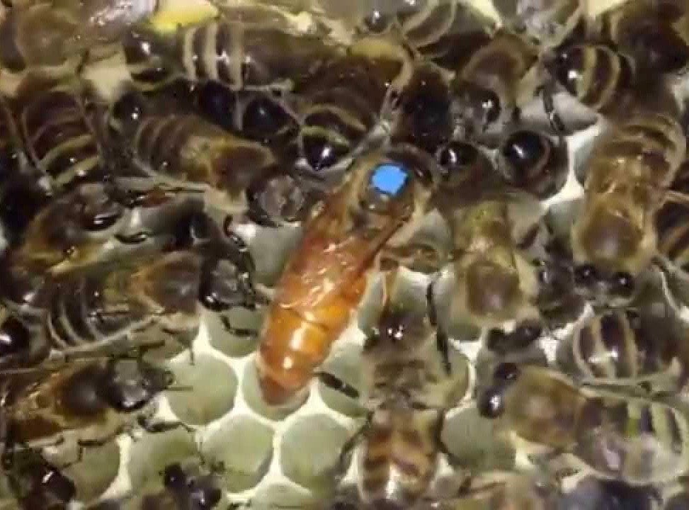 Mated Queens - 2025 - Pre-Order Available | Barker's Beehives & Supplies